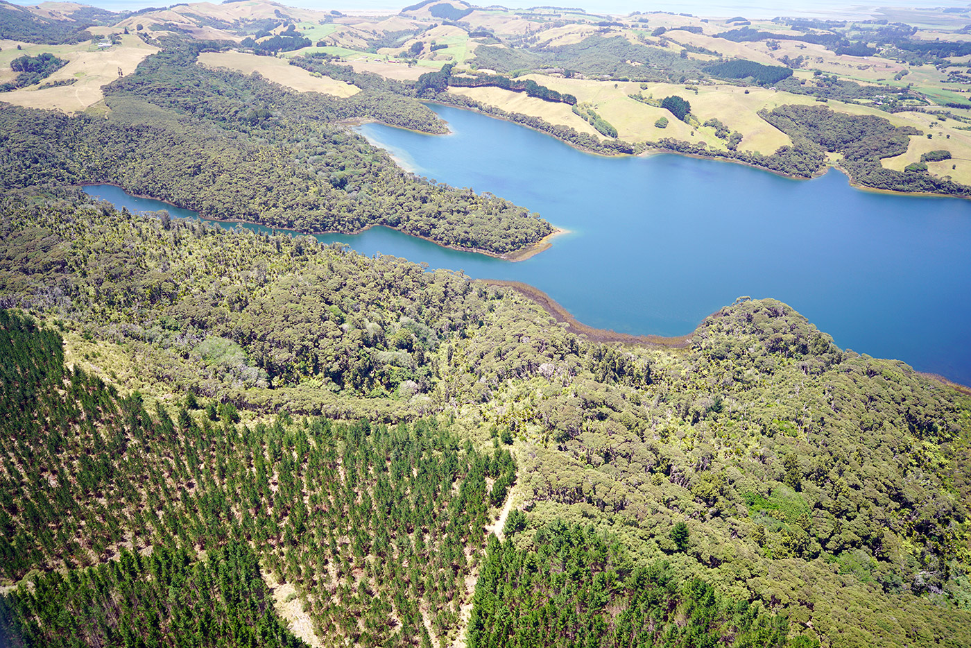 Lake Rototoa – Te Rau Pūriri