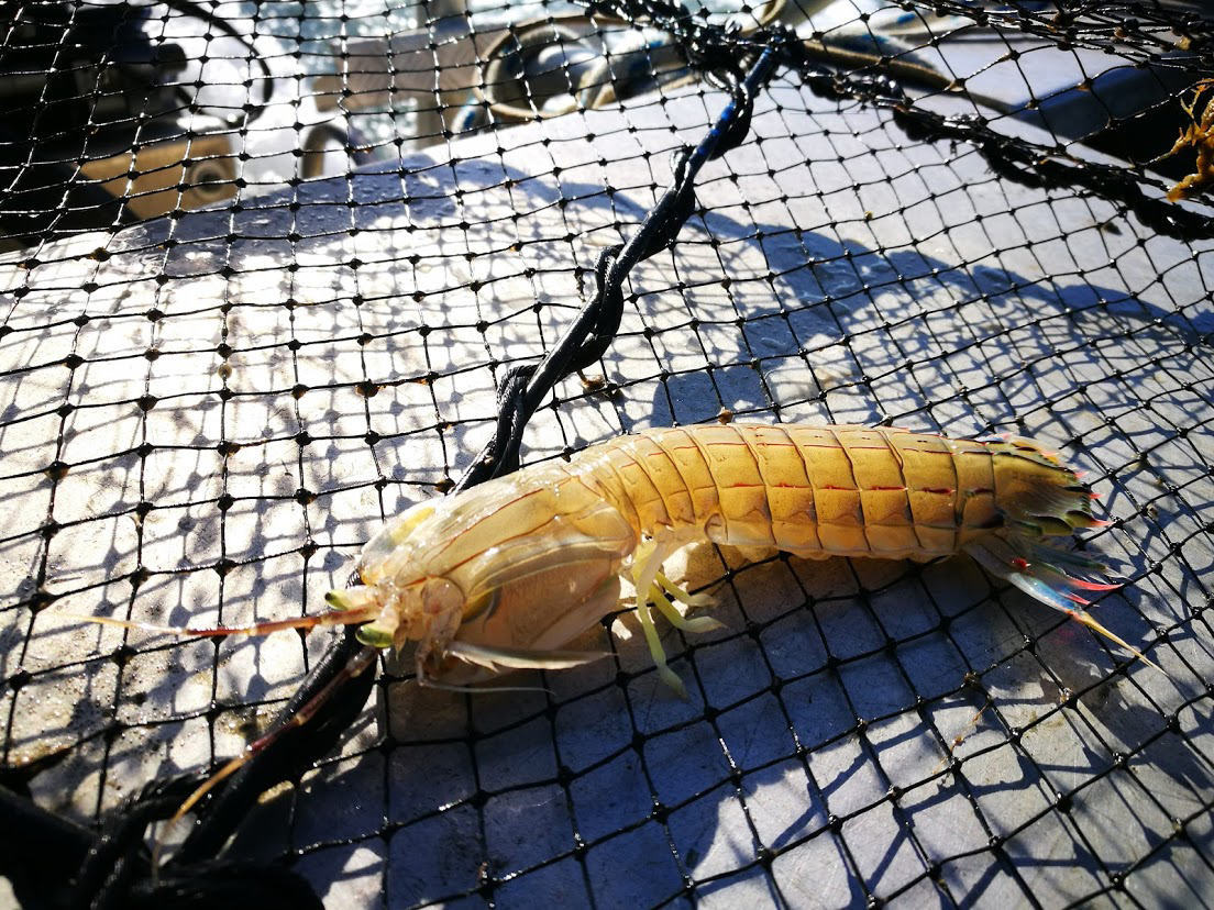Mantis Shrimp Eating Fish