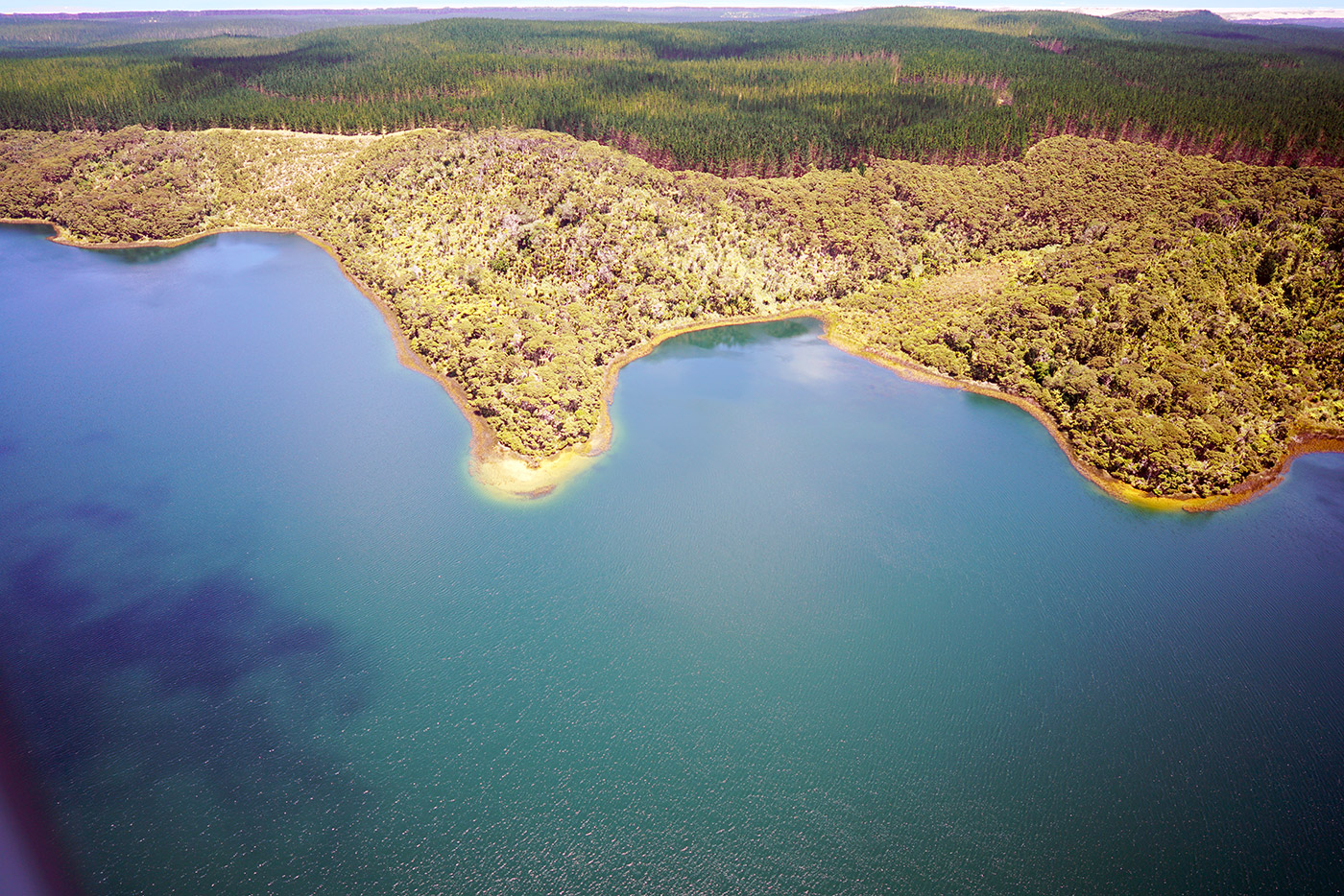 Lake Rototoa – Te Rau Pūriri