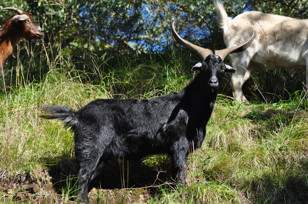 Feral Goat
