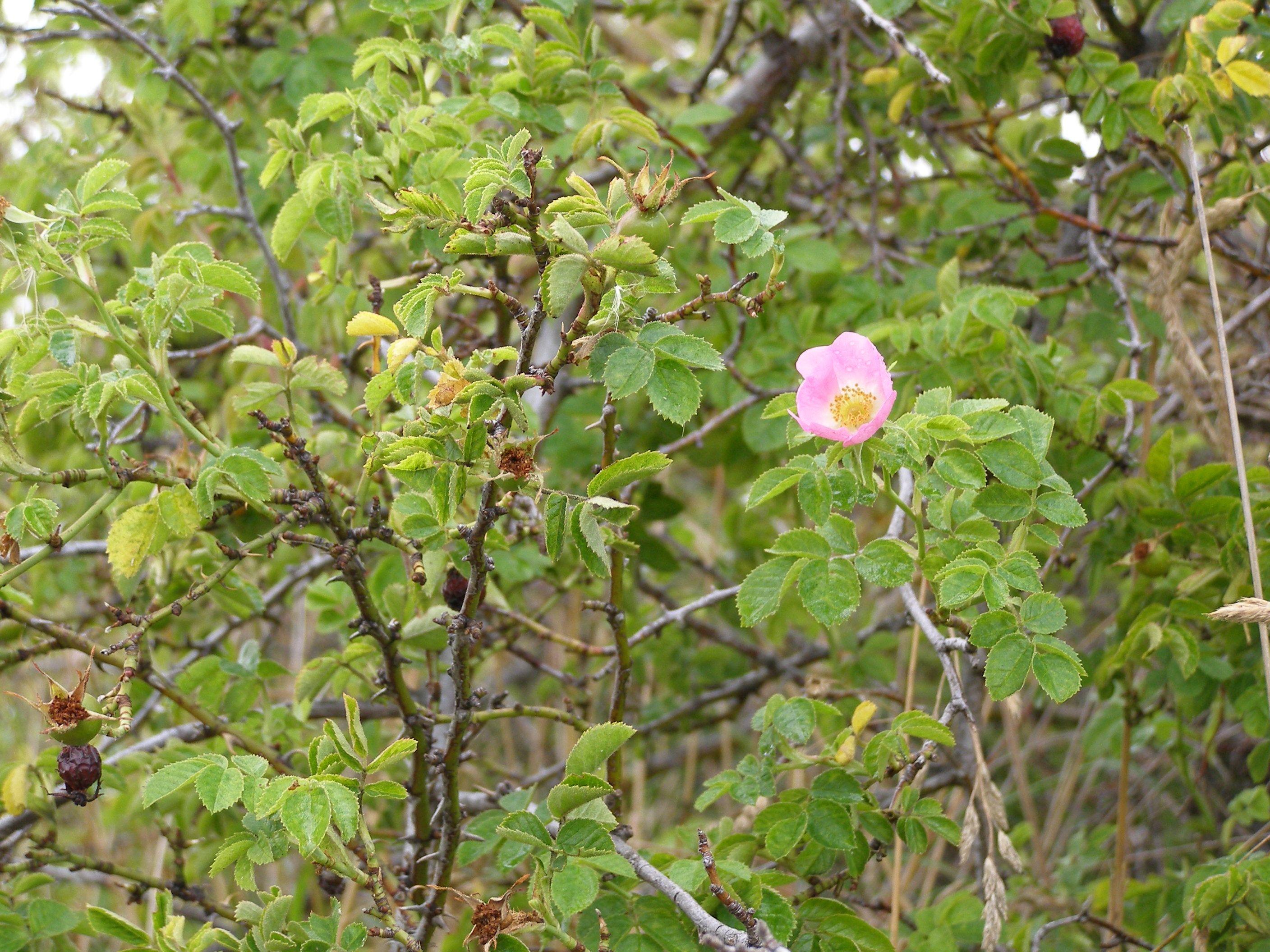 Briar Bush